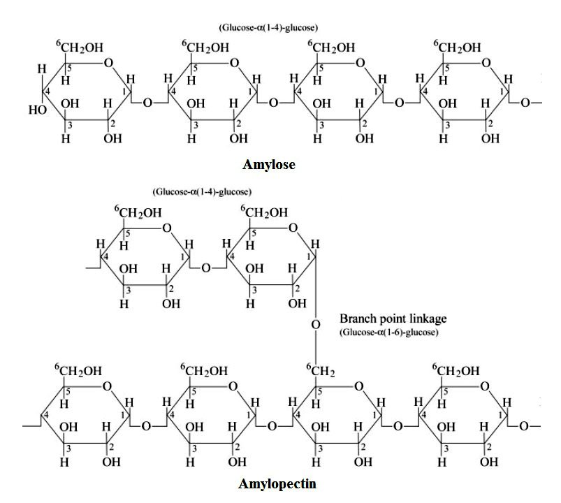 Carbohydrates - Part 1 - Nerdynaut