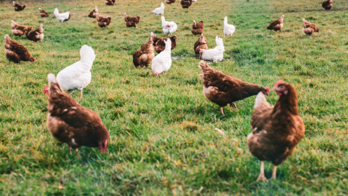 How to Raise Happy and Healthy Chickens - Nerdynaut