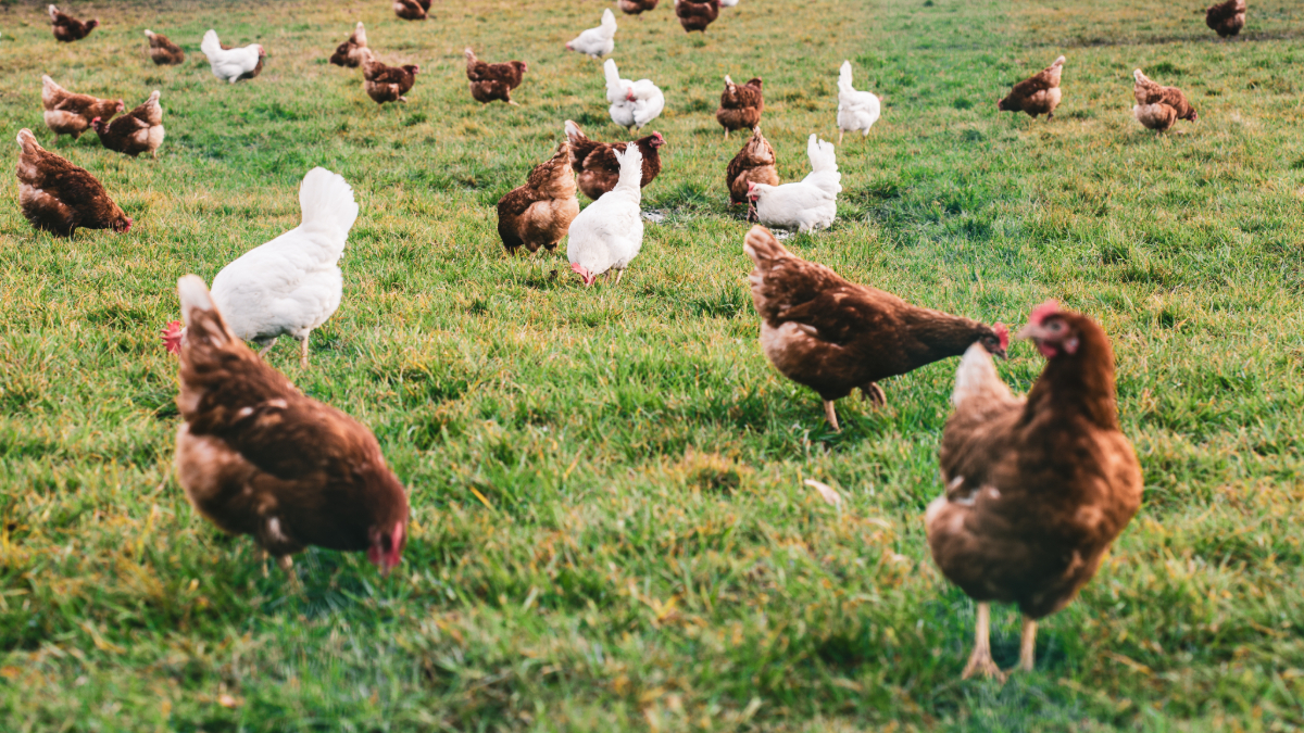How to Raise Happy and Healthy Chickens - Nerdynaut